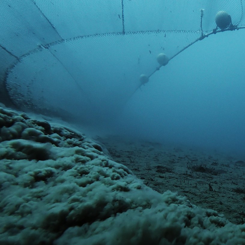 Bottom trawling: fishing’s dirty secret