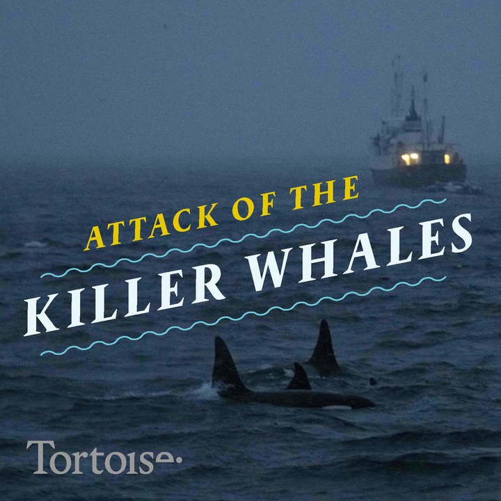 Attack of the Killer Whales