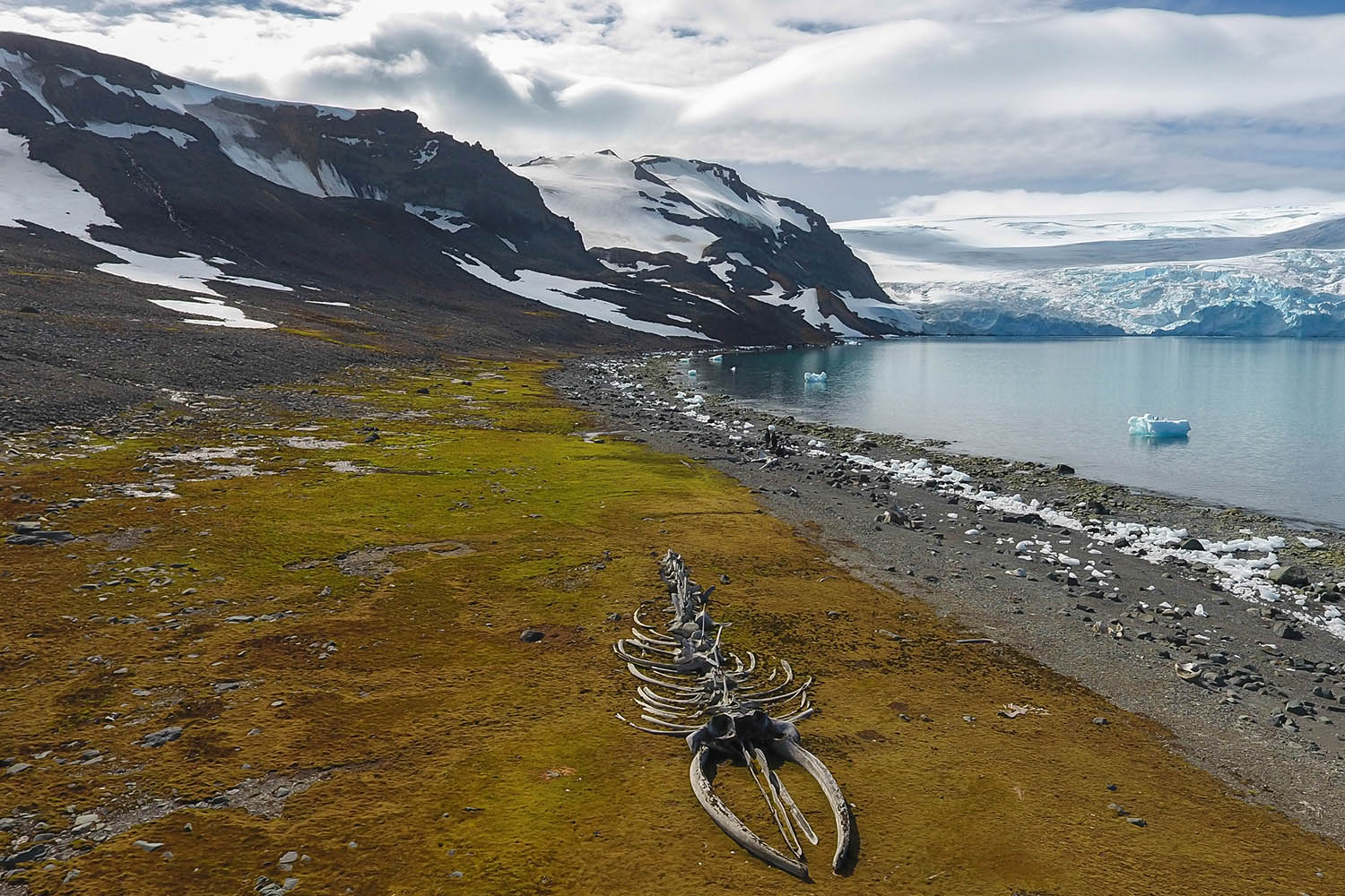 Study shows Antarctic Peninsula is going green