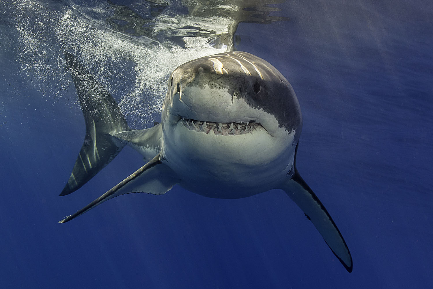 The Great White Shark is on the move