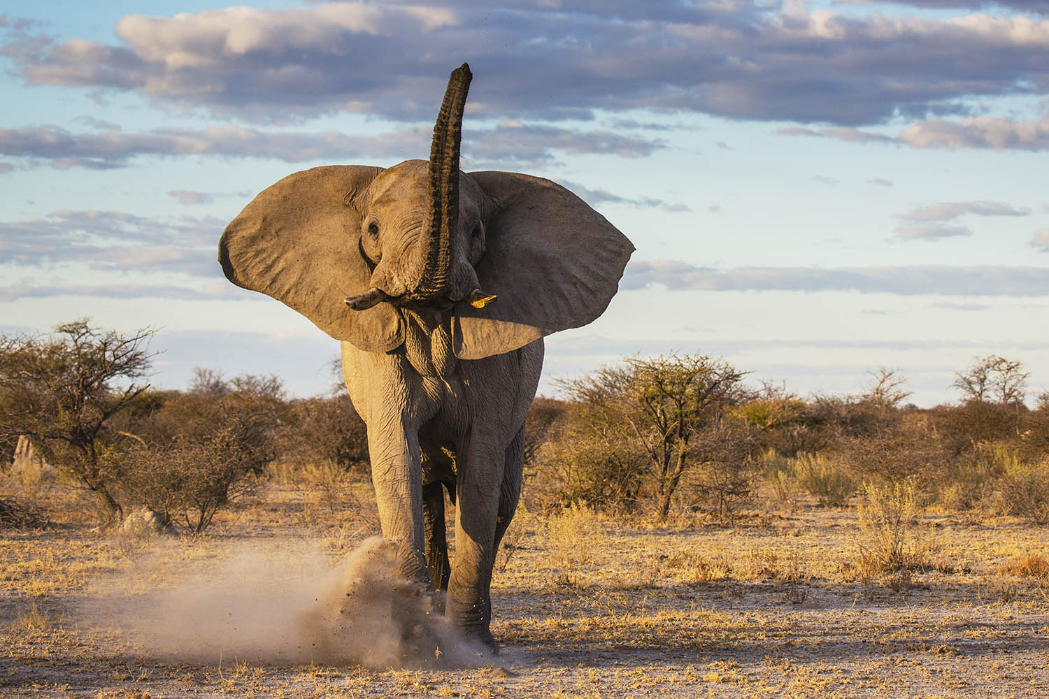 To protect elephants, let them move