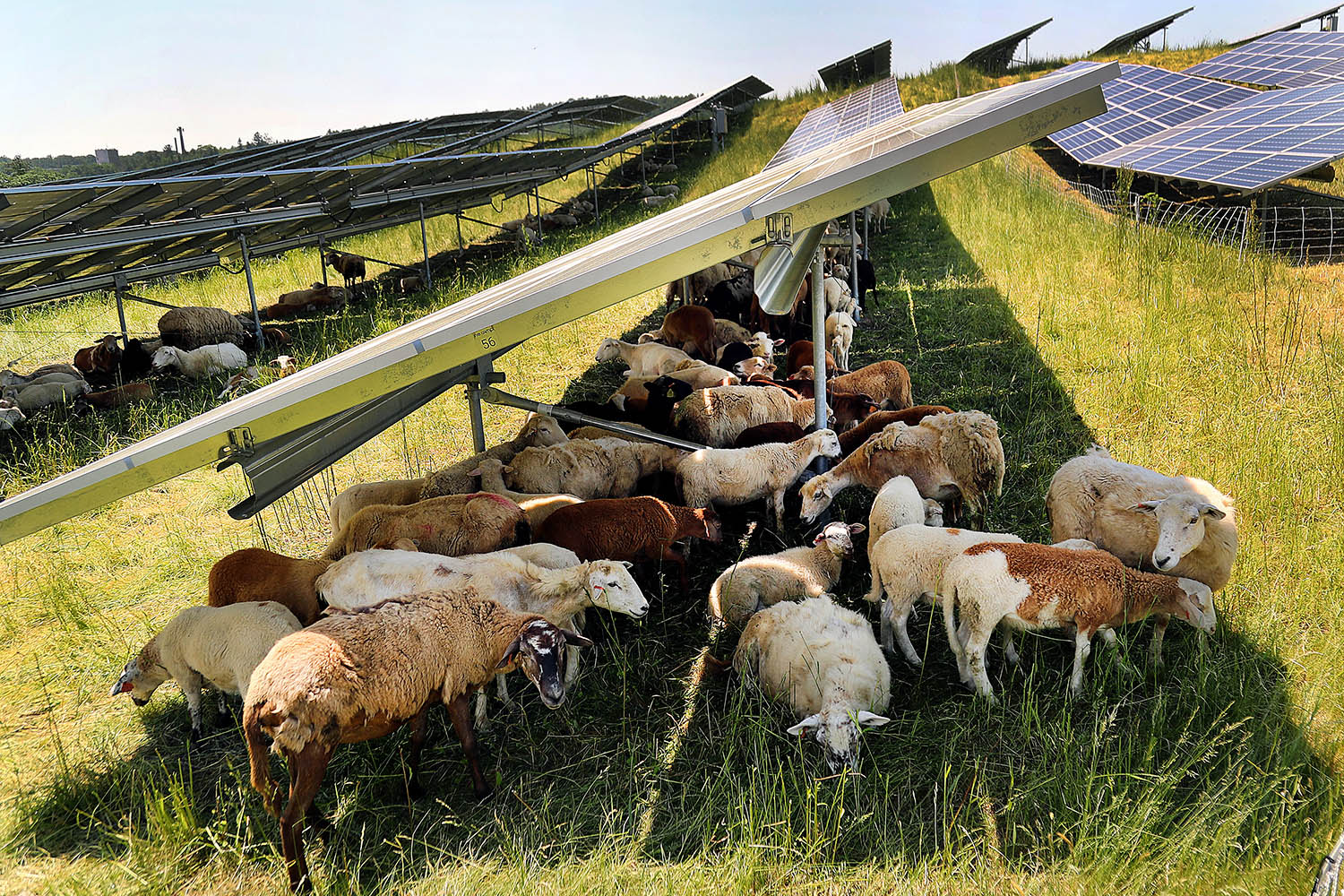 Solar power puts sheep in the shade