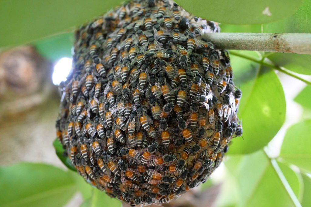 Invasive honey bees found in Europe for the first time